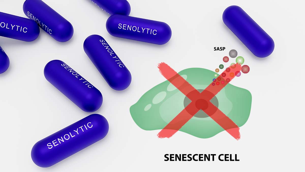 How Senolytic Compounds Combat Aging and Boost Health – GenuinePurity