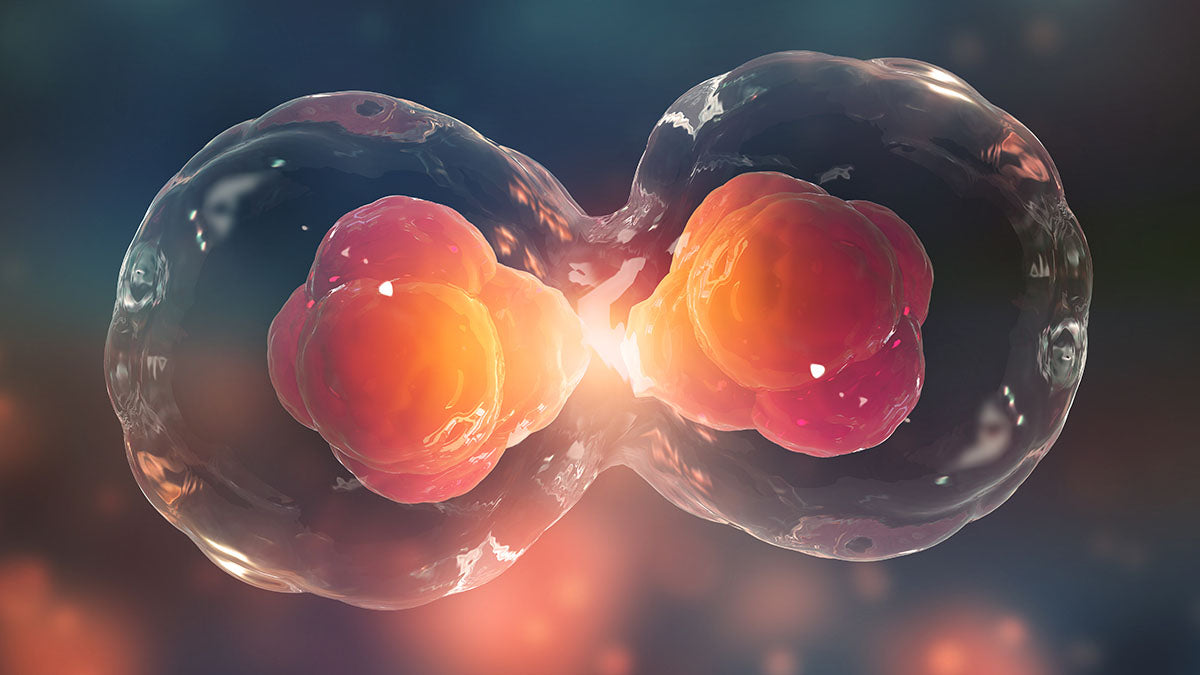 Cellular Health: The Foundation of Longevity and Vitality – GenuinePurity