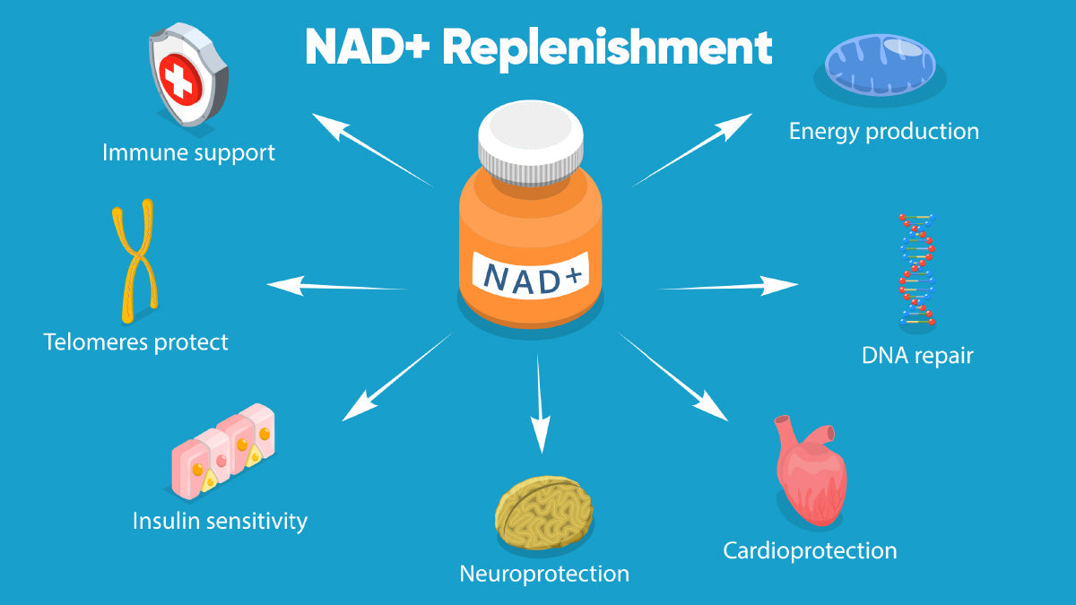 The Critical Role of NAD+ Replenishment in Aging: Exploring NMNH as a ...