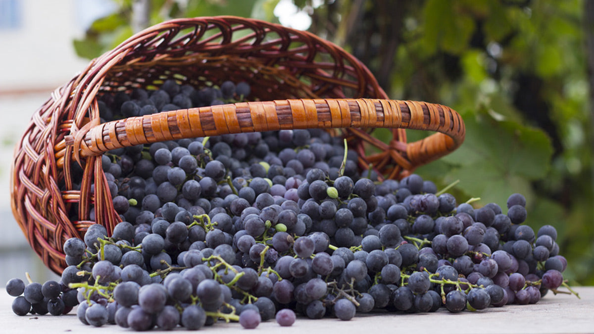 What is a Resveratrol Supplement? – GenuinePurity